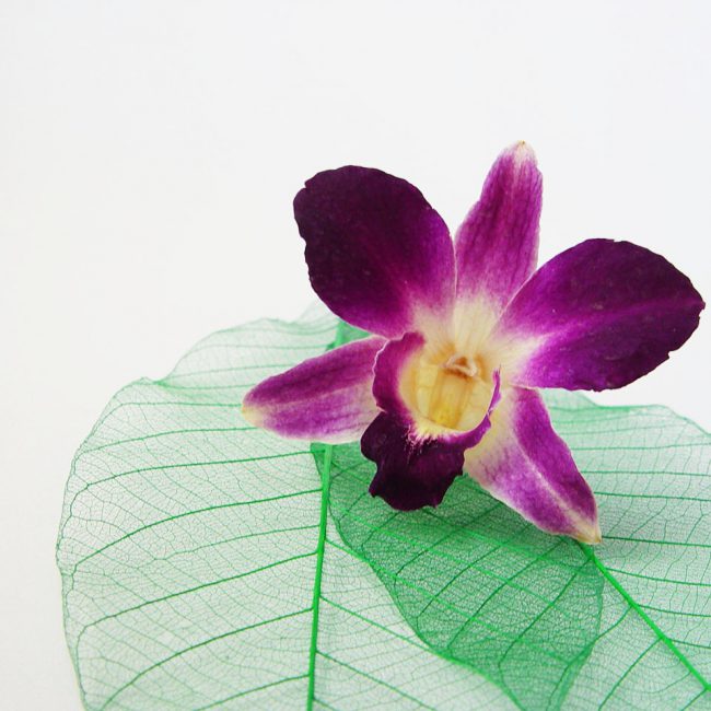 DRIED ORCHID - SONIA - DRIED BOTANICAL AND DRIED FLOWER FOR DECORATION