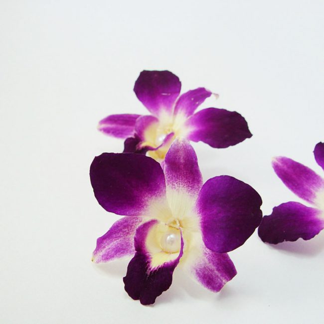 DRIED ORCHID - SONIA - DRIED BOTANICAL AND DRIED FLOWER FOR DECORATION