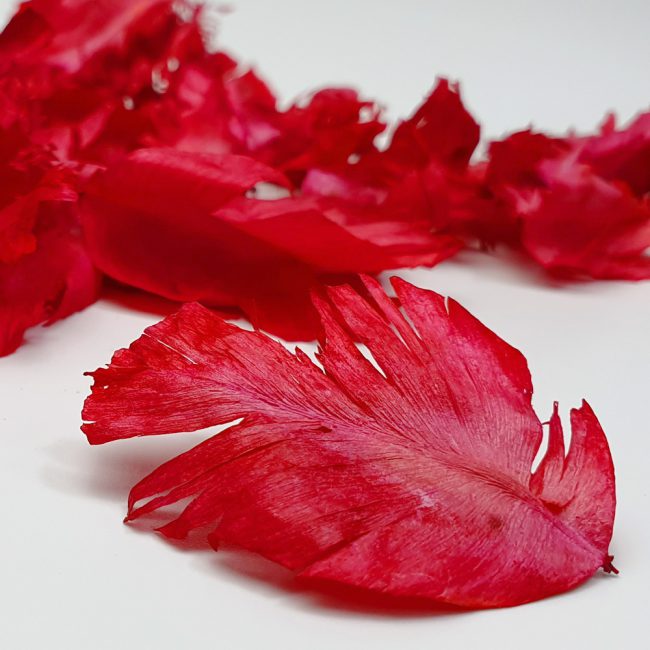 TULIP FEATHER - DRIED BOTANICAL AND DRIED FLOWER FOR DECORATION