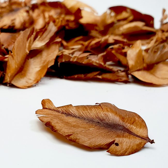TULIP FEATHER - DRIED BOTANICAL AND DRIED FLOWER FOR DECORATION