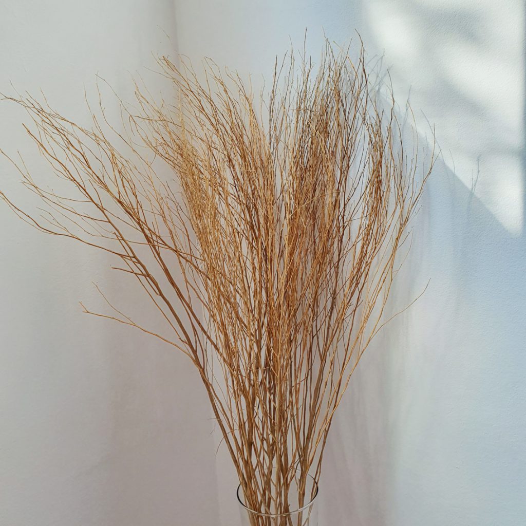 SIDA STICK DECOBUNCH - DRIED BOTANICAL AND DRIED FLOWER FOR DECORATION