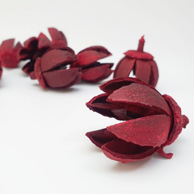 ALATAS POD - DRIED BOTANICAL AND DRIED FLOWER FOR DECORATION
