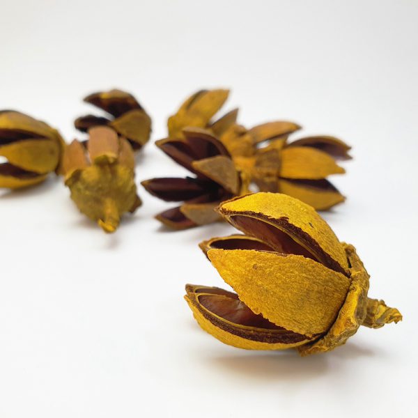 ALATAS POD - DRIED BOTANICAL AND DRIED FLOWER FOR DECORATION