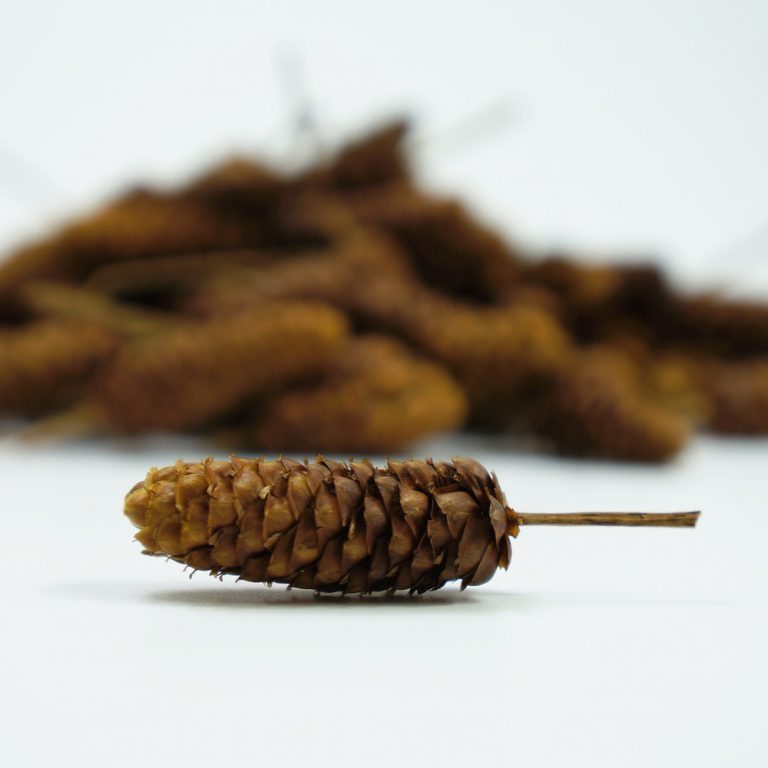 COSTUS CONE - DRIED BOTANICAL AND DRIED FLOWER FOR DECORATION