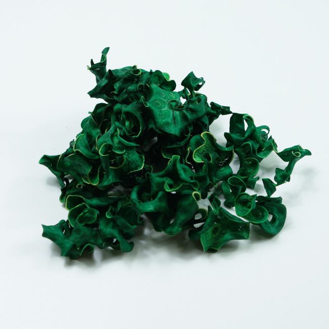 CURLY POD - DRIED BOTANICAL AND DRIED FLOWER FOR DECORATION