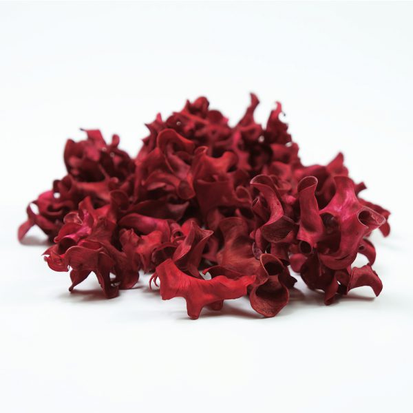 CURLY POD - DRIED BOTANICAL AND DRIED FLOWER FOR DECORATION