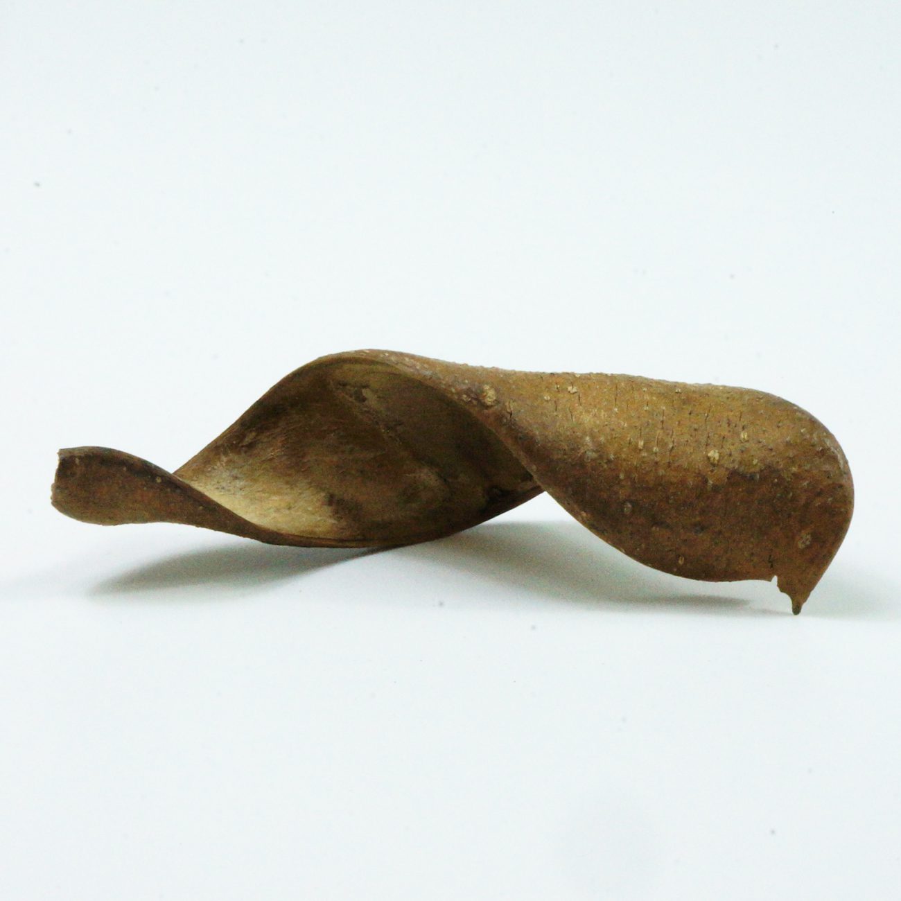 CURVED POD - DRIED BOTANICAL AND DRIED FLOWER FOR DECORATION