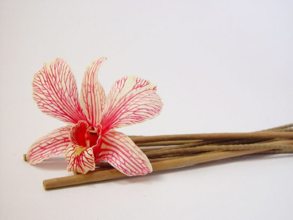 DRIED ORCHID - RED BUTTERFLY - DRIED BOTANICAL AND DRIED FLOWER FOR ...